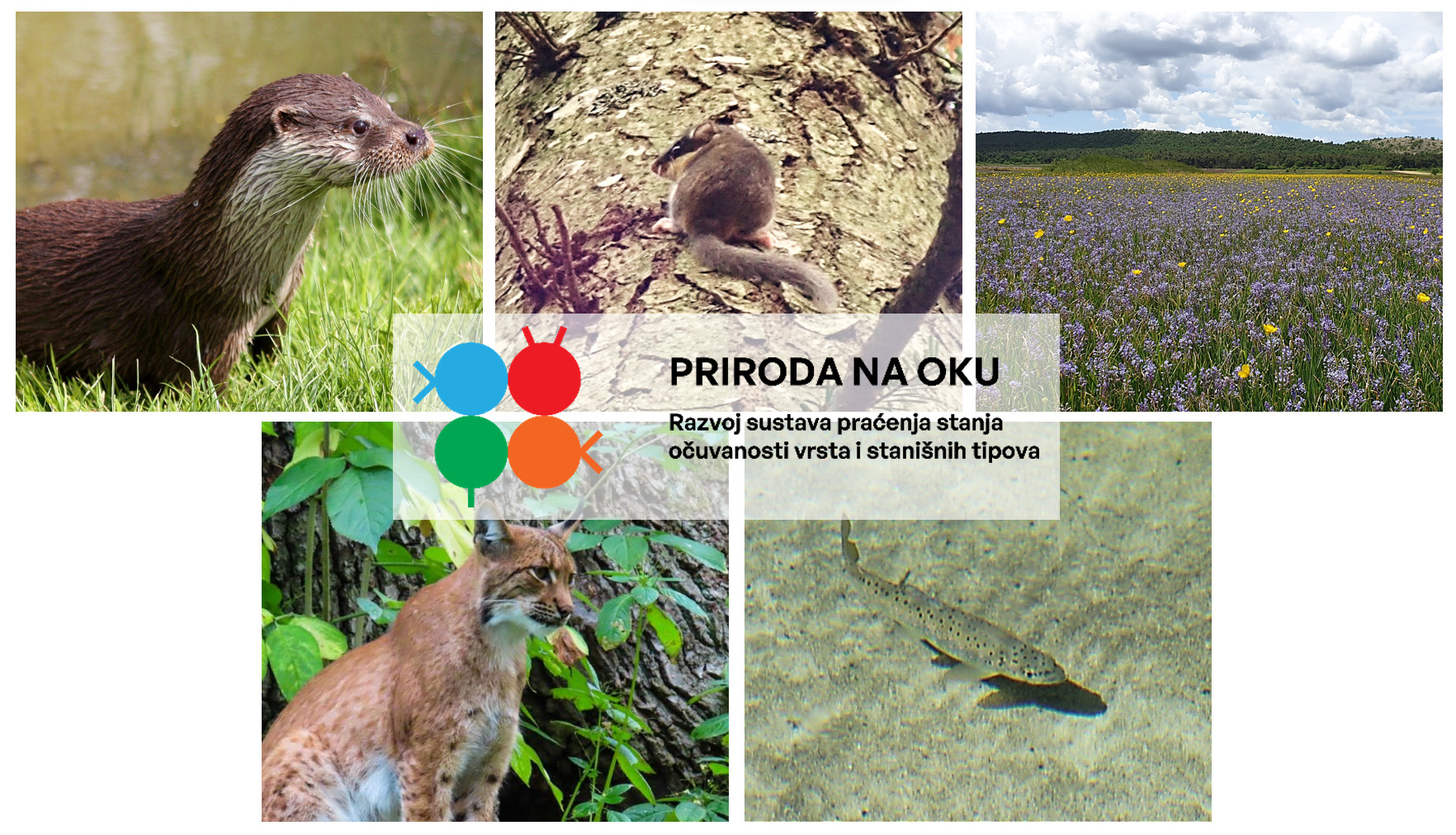 Five species and habitat monitoring programs completed – Oikon d.o.o.